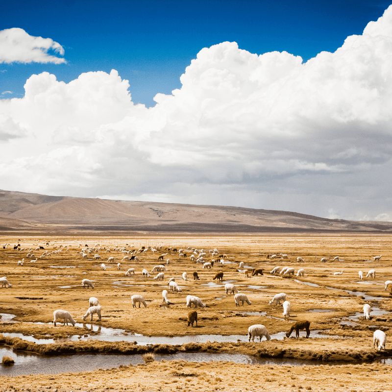 Inkari - Alpaca Products & Gifts